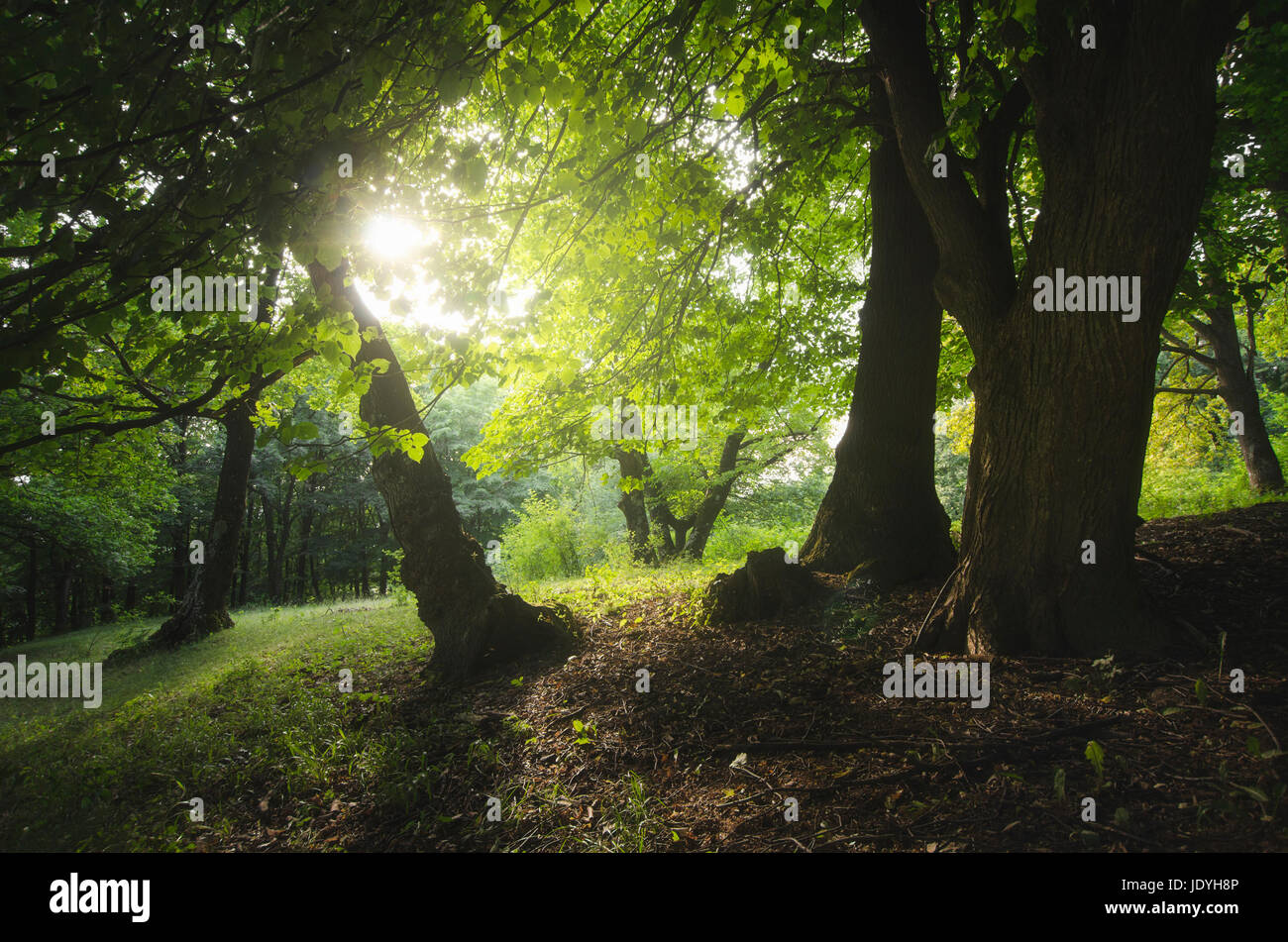 green summer natural landscape with sun and trees Stock Photo - Alamy