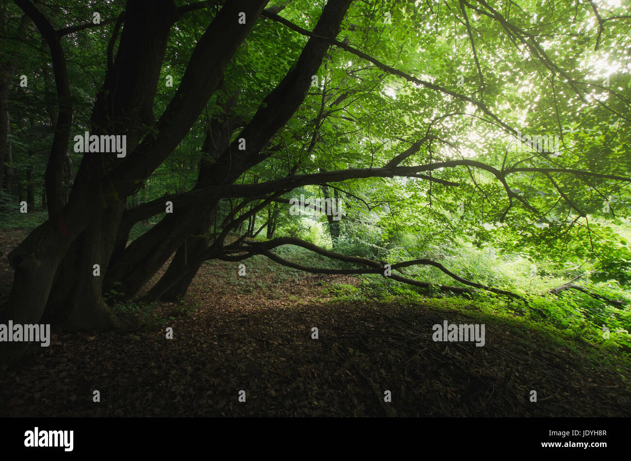 Green Forest Photo