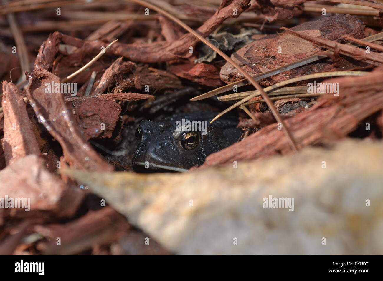 Hiding creatures hi-res stock photography and images - Alamy