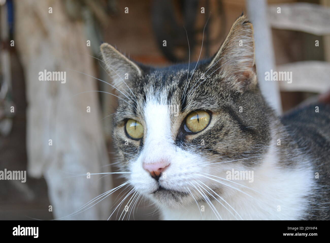 White tabby hi-res stock photography and images - Alamy