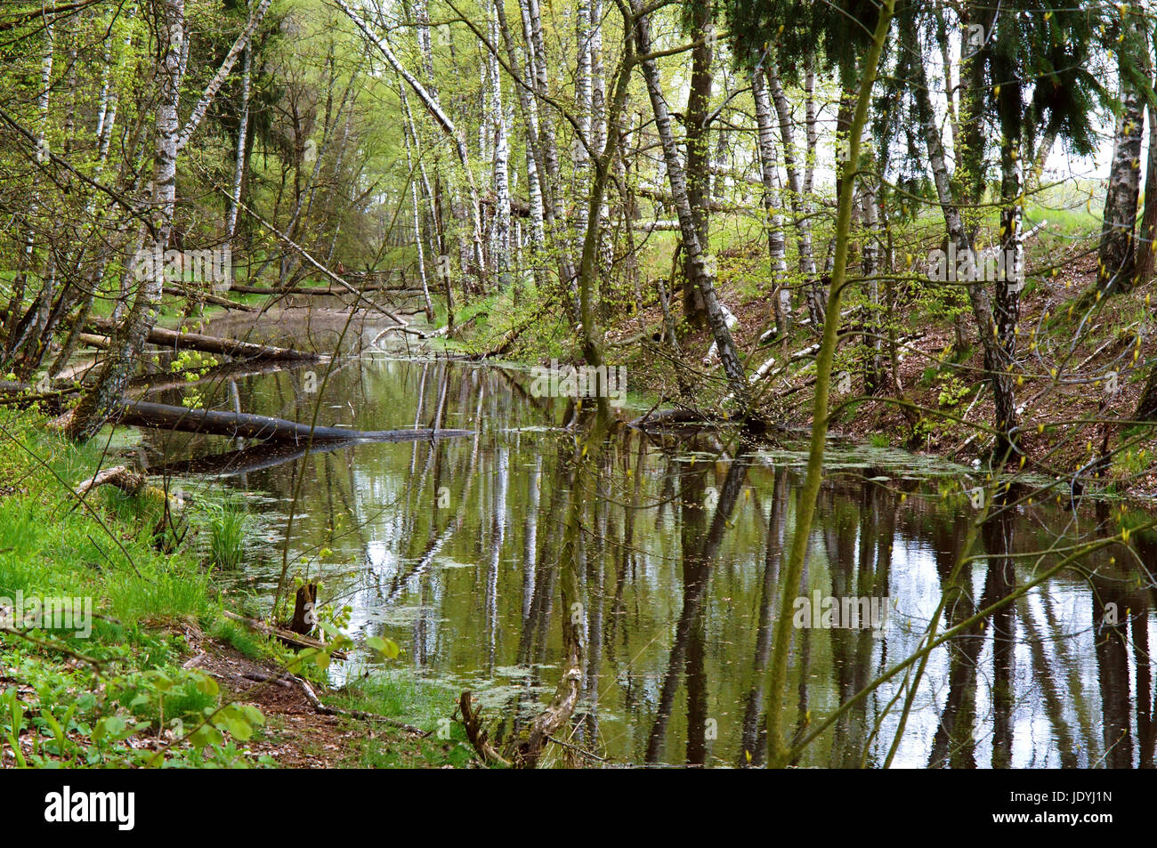 Russian forests hi-res stock photography and images - Alamy