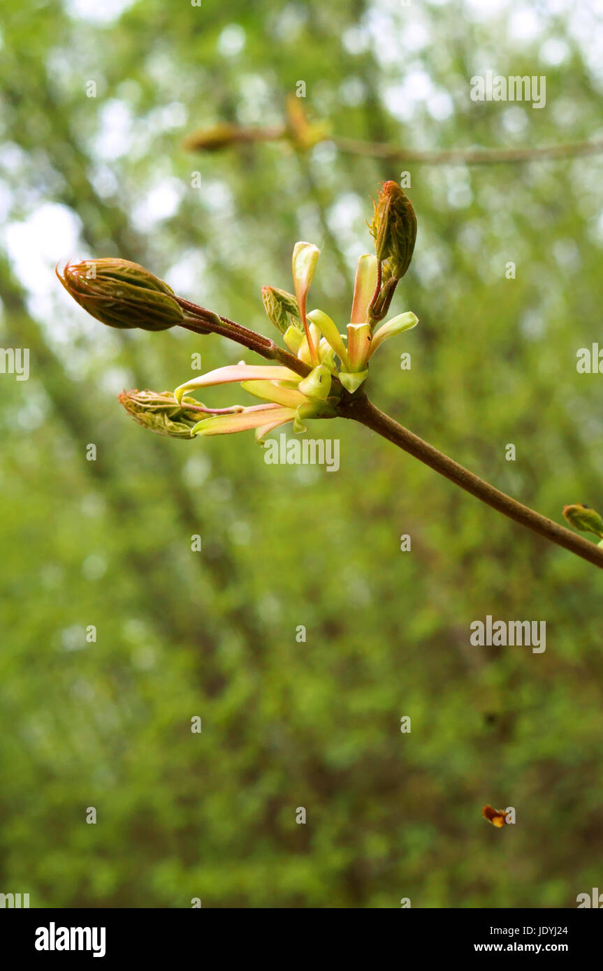 in early spring the buds swell on the tree chestnut Stock Photo - Alamy