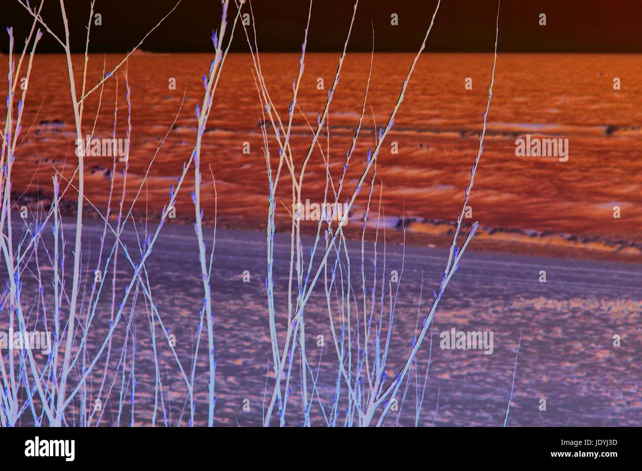 the Baltic sea coast Peeps through the branches of the bushes Stock ...