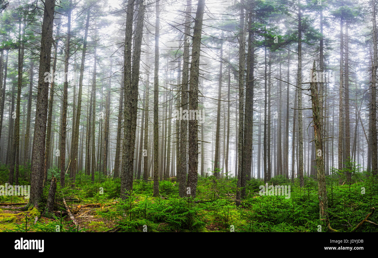 The tall, centuries old Red Spruce at Gaudineer Knob in West Virginia ...