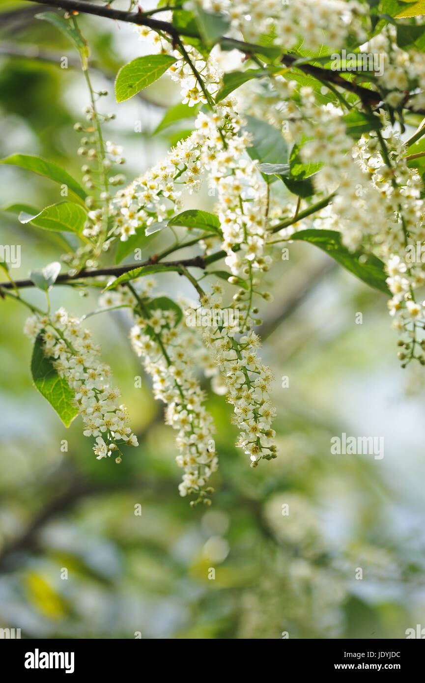 Beautiful bird cherry in white hi-res stock photography and images - Alamy