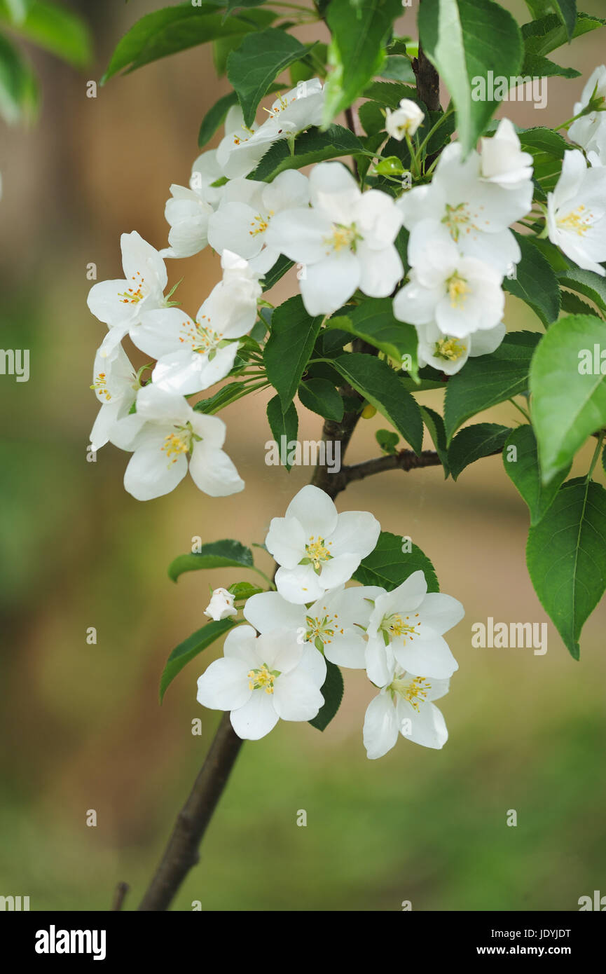 Apple tree in bloom. Close up Stock Photo - Alamy