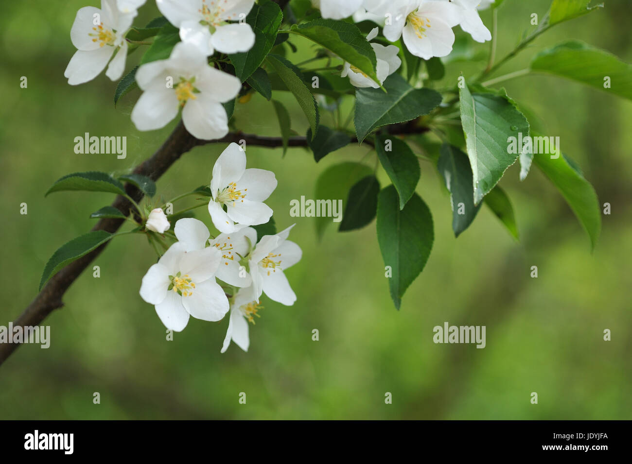 Apple tree in bloom. Close up Stock Photo - Alamy