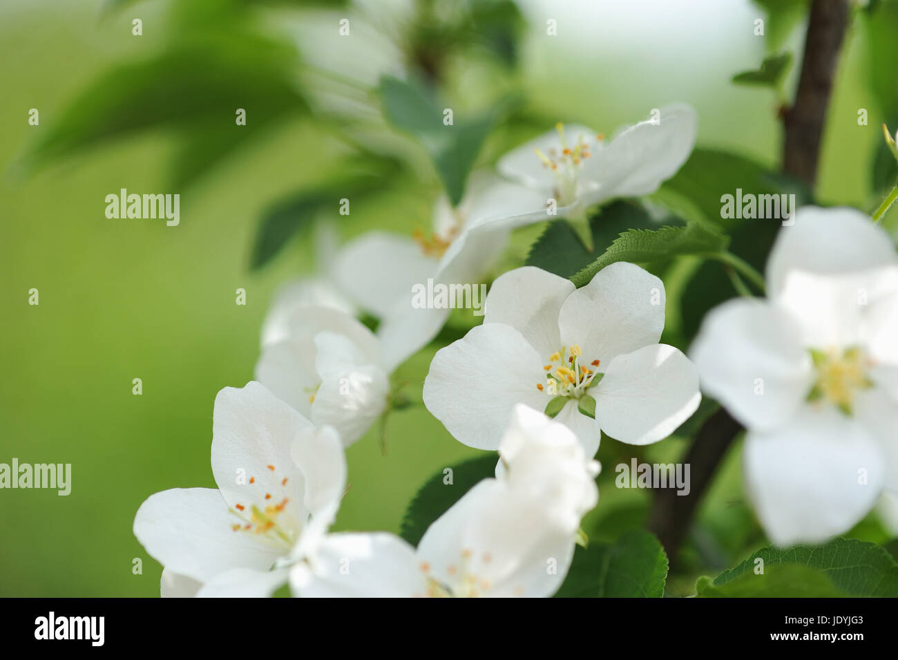 Apple tree in bloom. Close up Stock Photo - Alamy