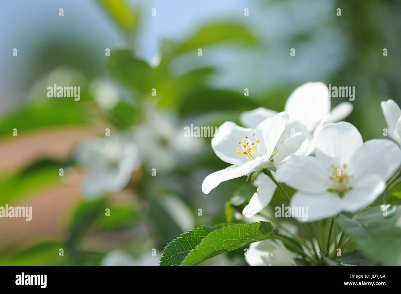 Apple tree in bloom. Close up Stock Photo - Alamy