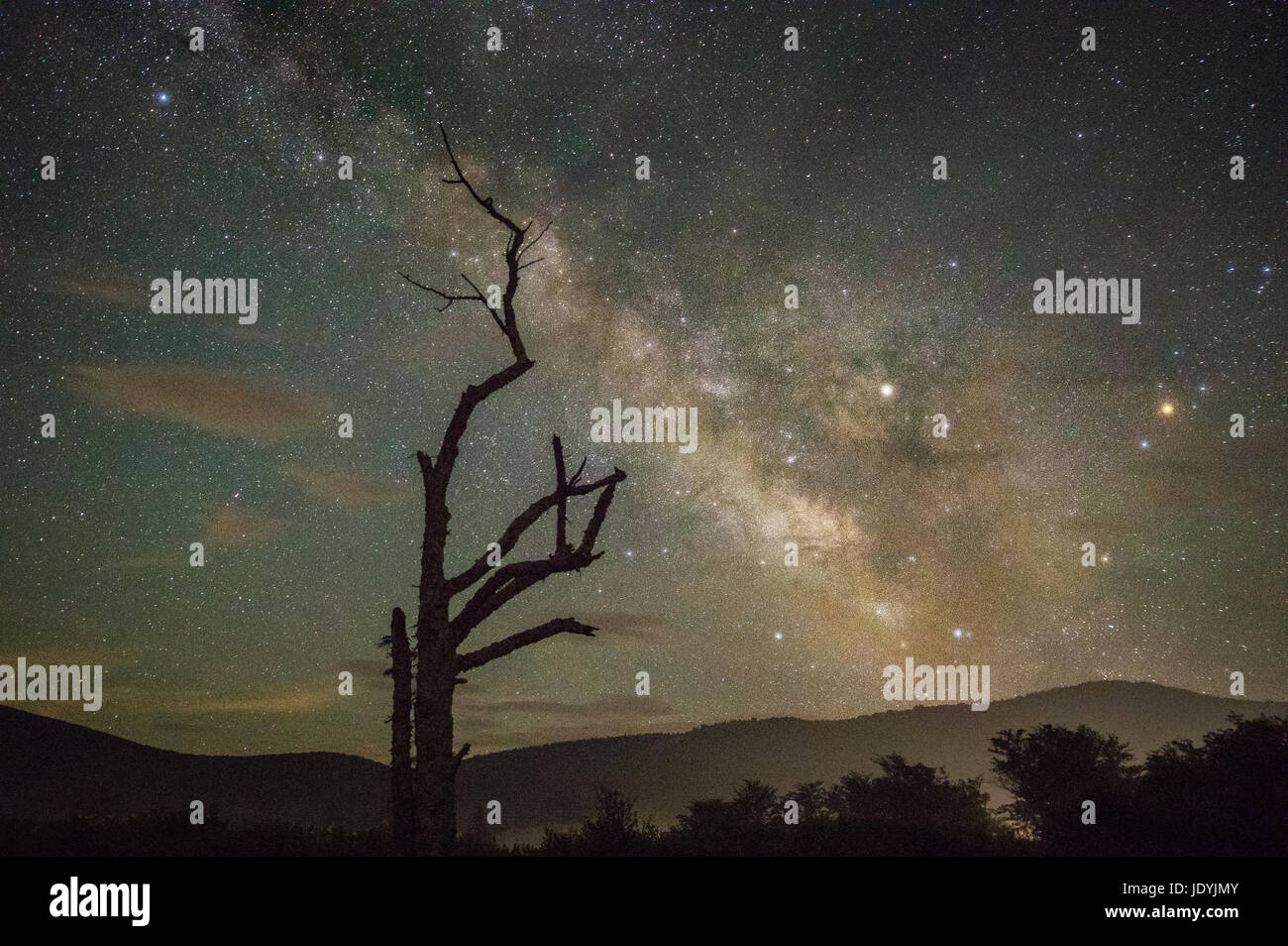 A bare hawthorn tree, silhouetted against the night sky and the ...