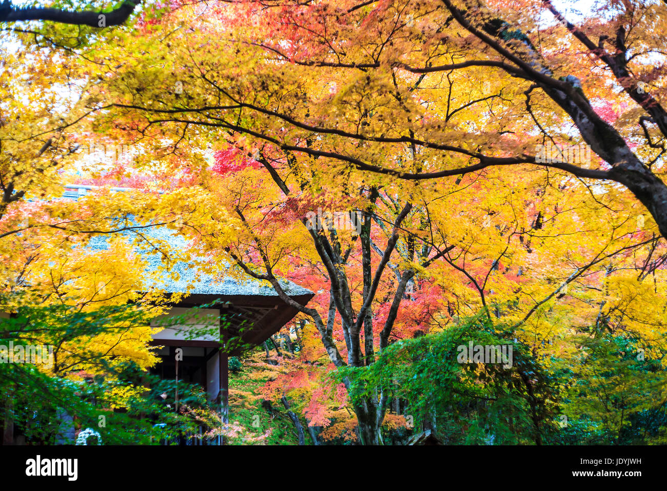 Red maple trees in a japanese garden for adv or others purpose use ...