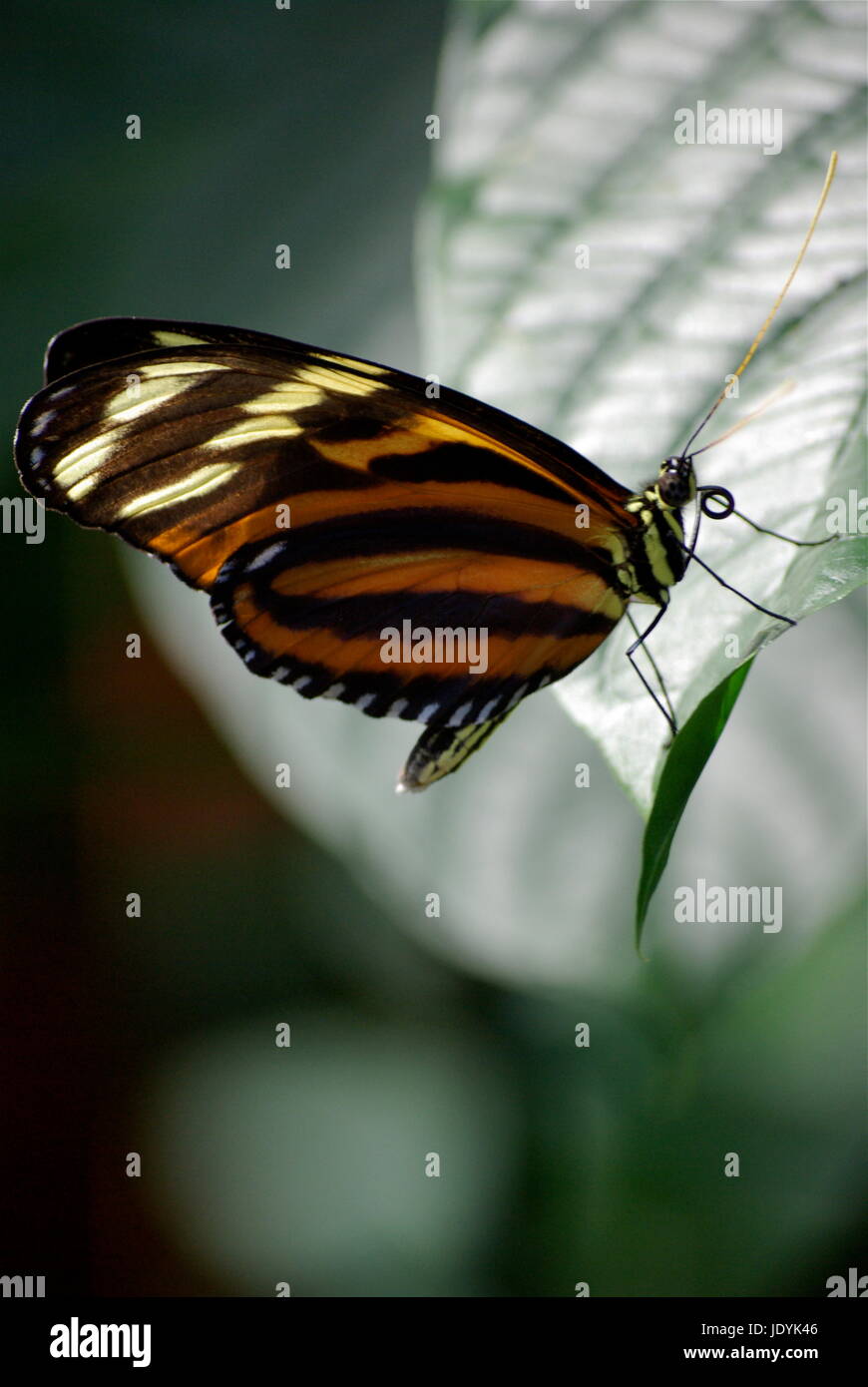 Zebra long wing hi-res stock photography and images - Alamy