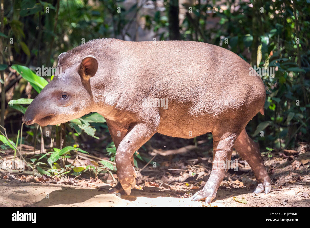 Brazilian Tapir walking in Madidi National Park in the Amazon ...