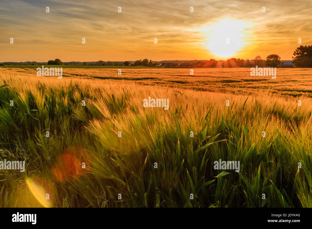 Colorful sunset over wheat field with lensflare. Kortenaken, Flanders ...