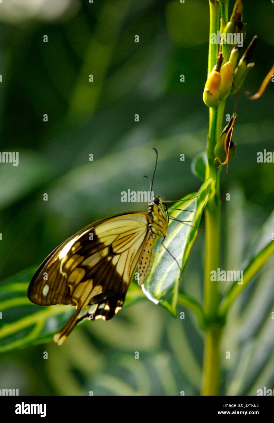 Common north american butterfly hi-res stock photography and images - Alamy