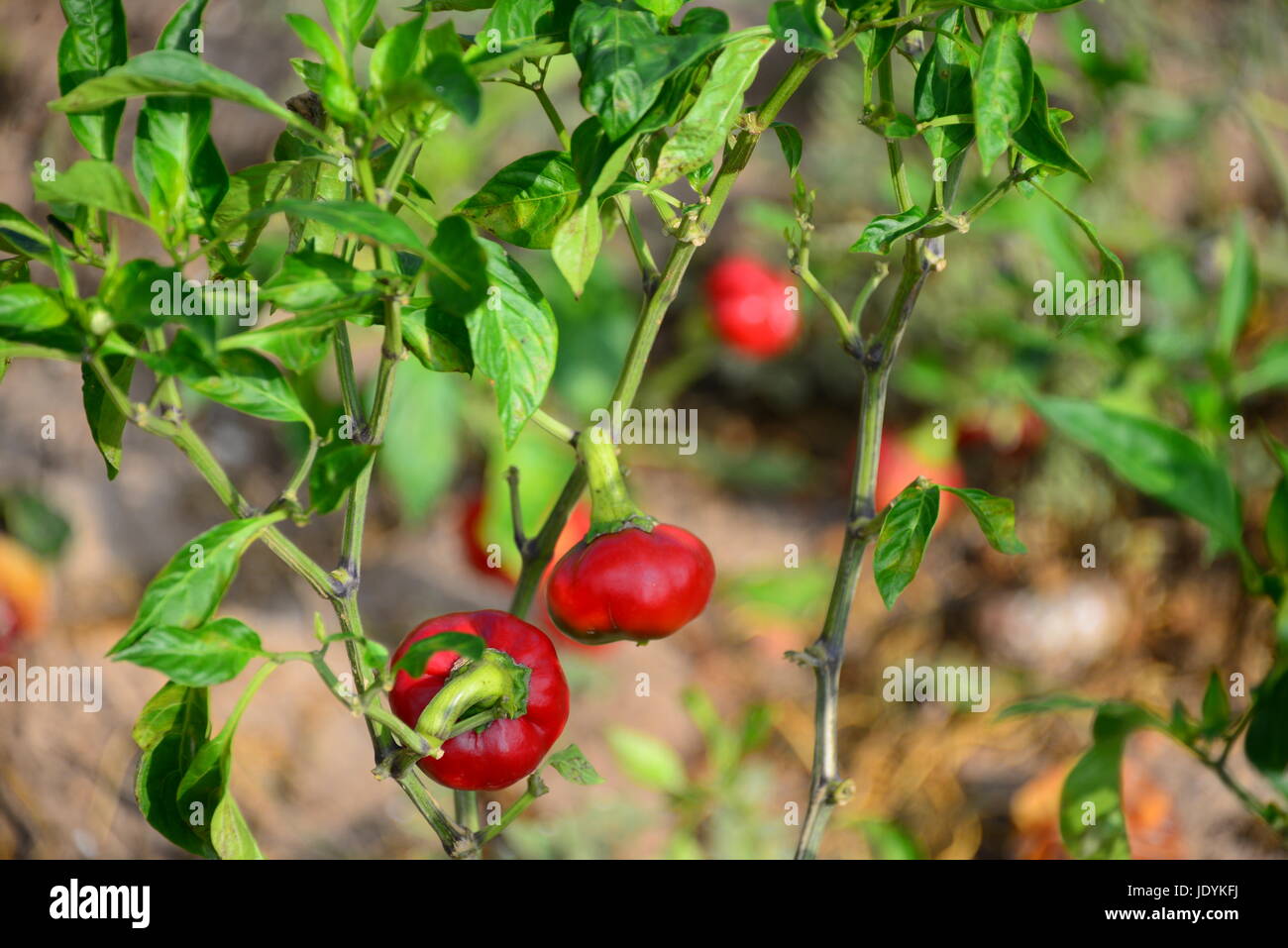 paprika capsicum peperoni Stock Photo - Alamy