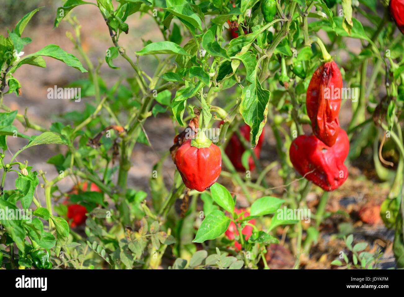 paprika capsicum peperoni Stock Photo - Alamy