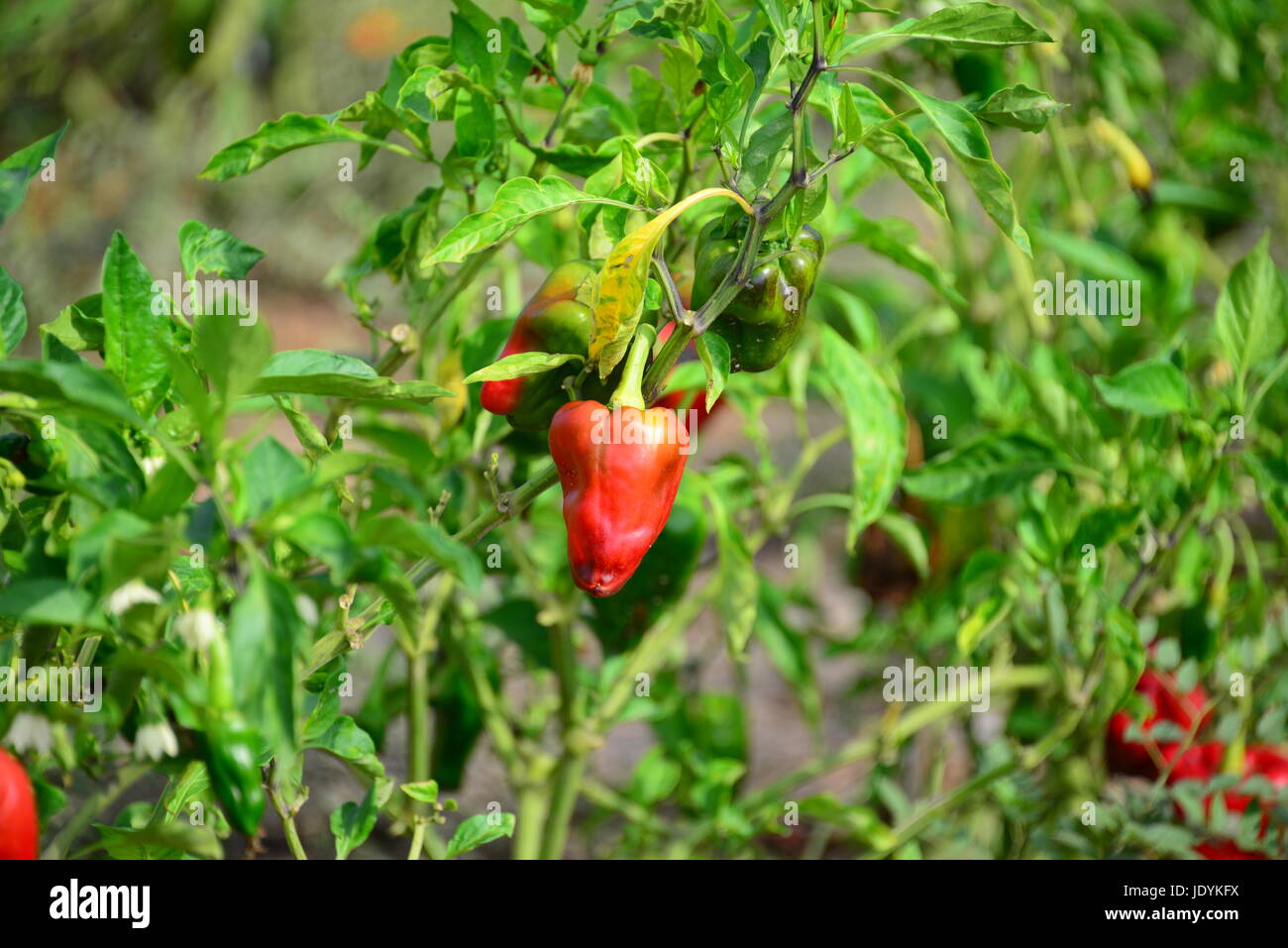 paprika capsicum peperoni Stock Photo - Alamy