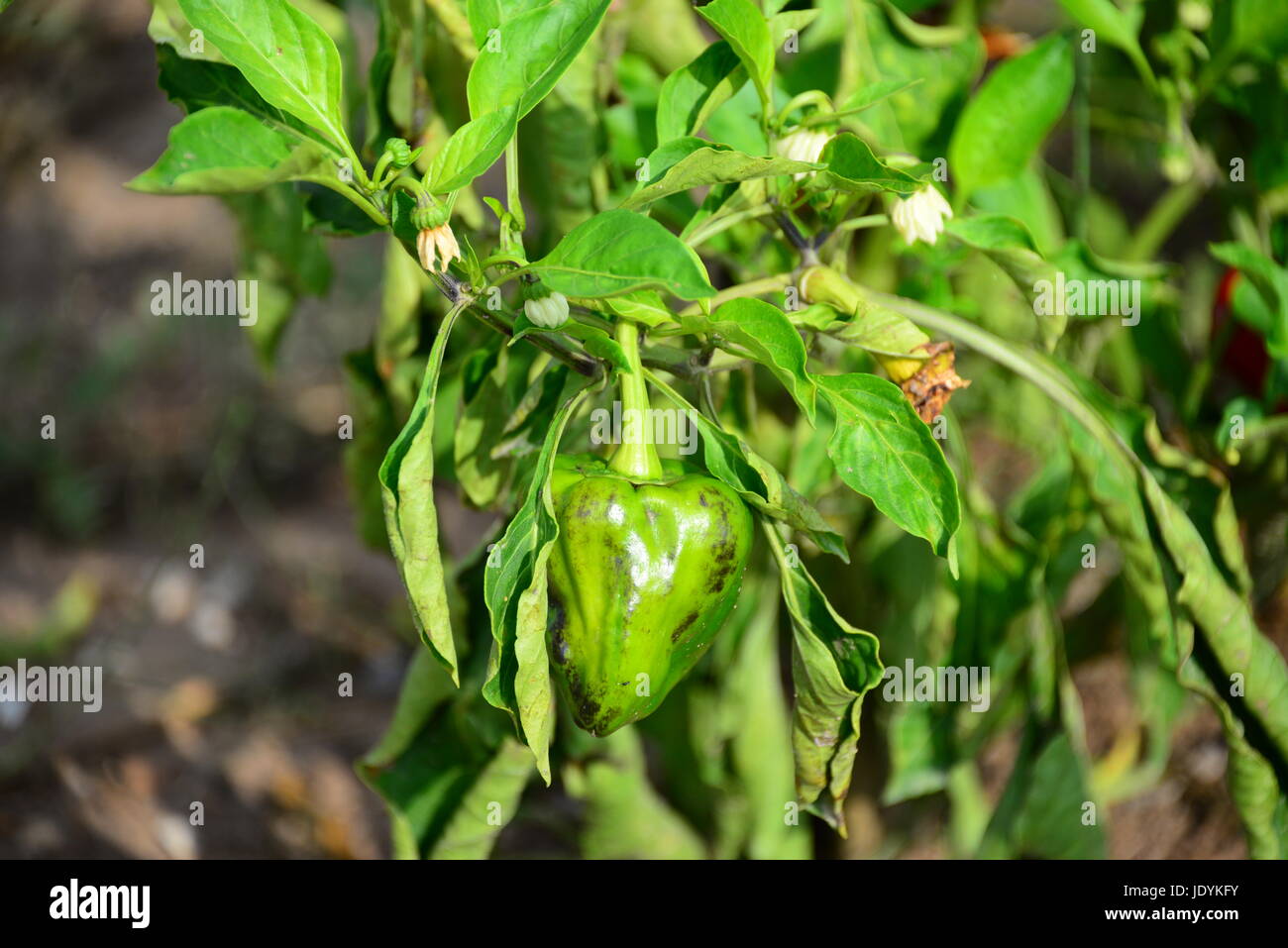 paprika capsicum peperoni Stock Photo - Alamy