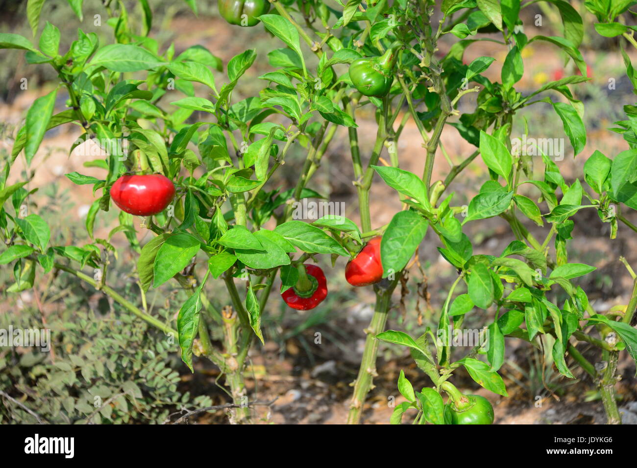paprika capsicum peperoni Stock Photo - Alamy