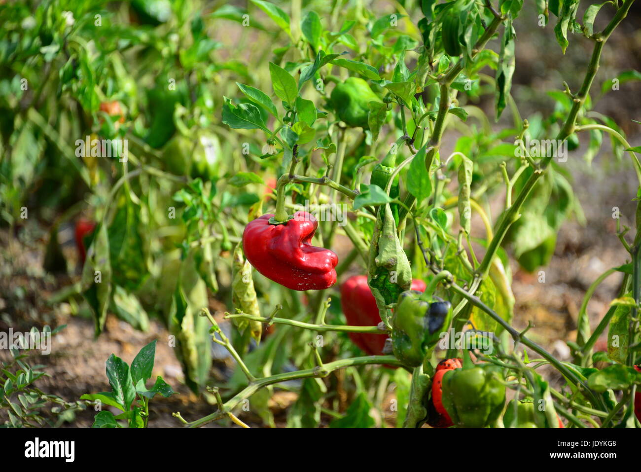 paprika capsicum peperoni Stock Photo - Alamy