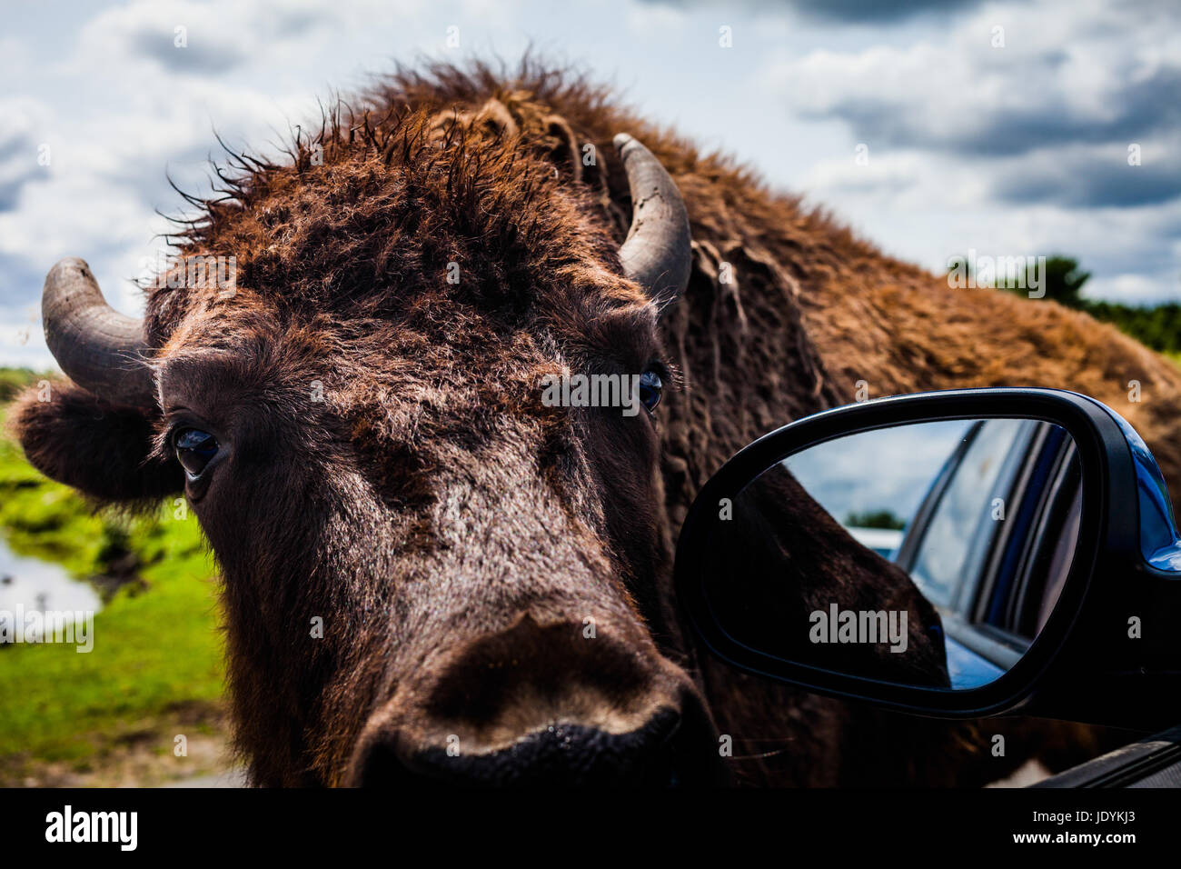 Editorial - July 29, 2014. Buffalo walking in the Car Circuit Where you ...