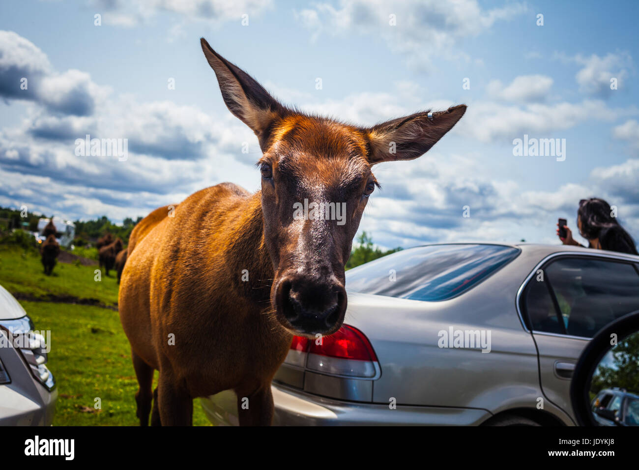 Editorial - July 29, 2014. Cute Deer inside the Car Circuit Where you ...