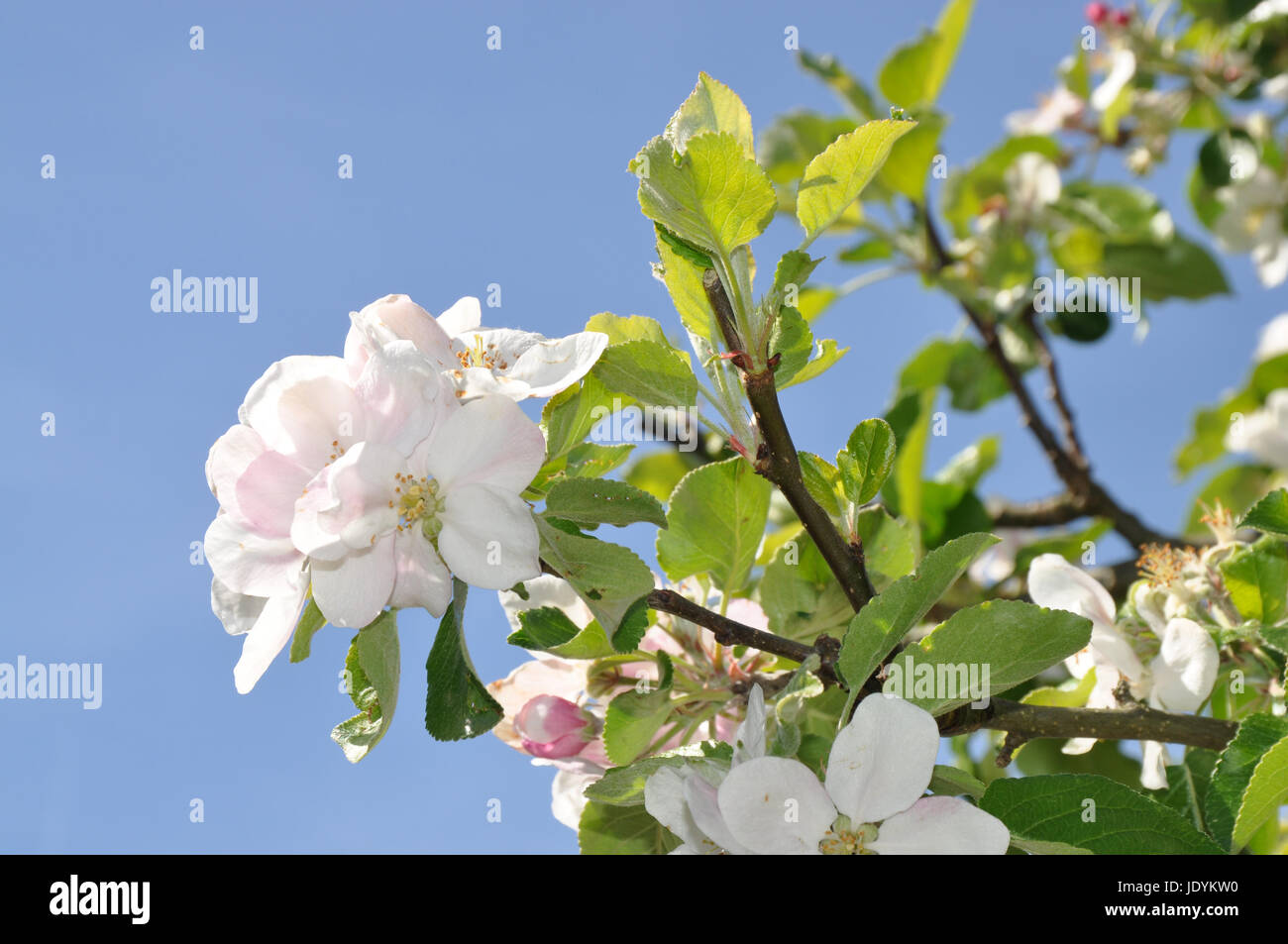 Apfelblüten, Apfelblüte, blüte, blüten, apfelbaum, natur, frühling ...