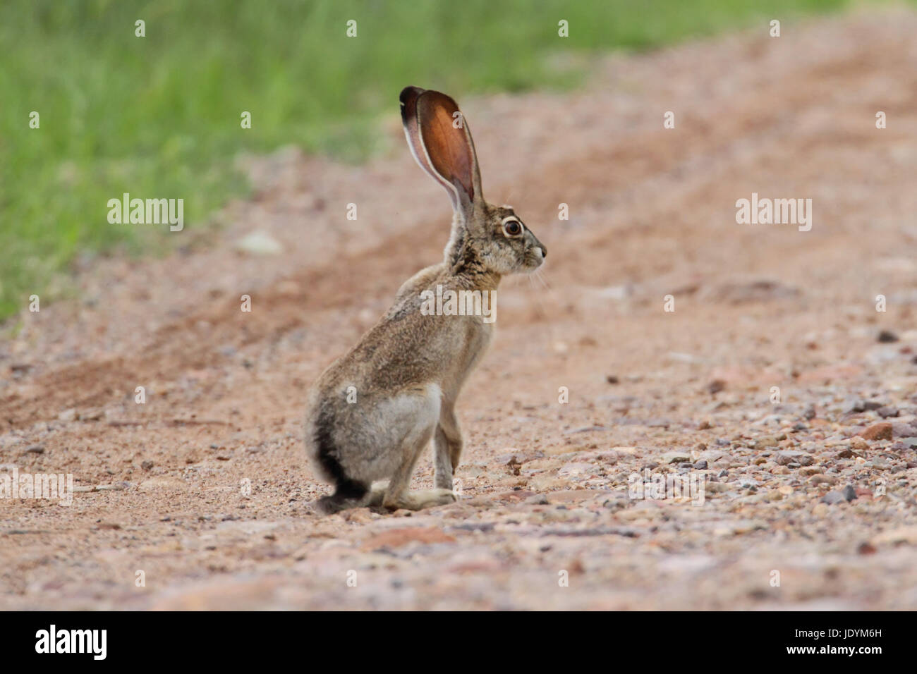 Black-tailed Jackrabbit (Lepus californicus) in the Arizona desert ...