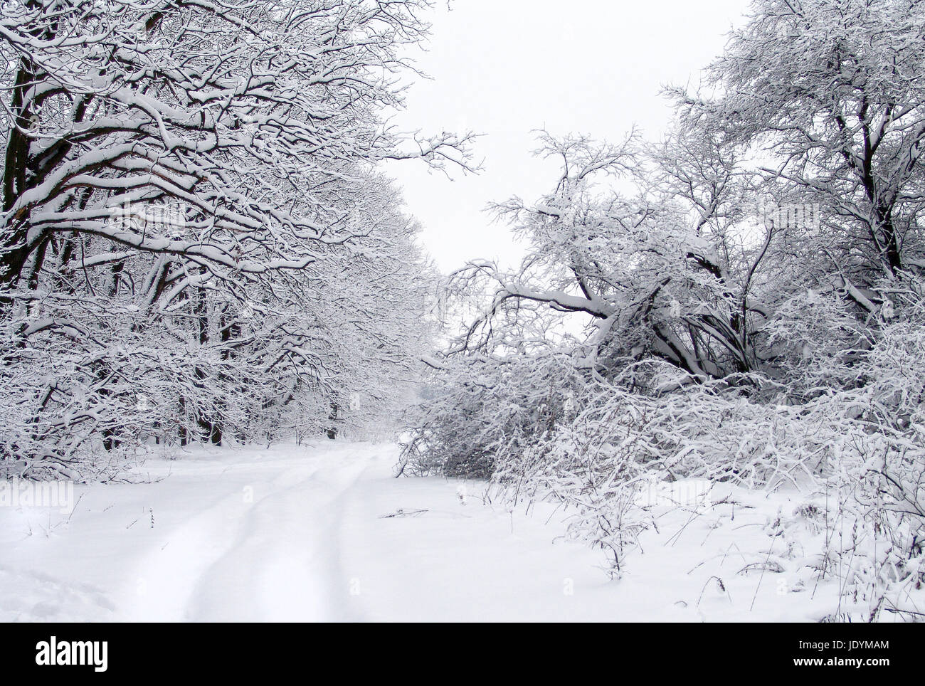 Beautiful white winter. Frosty road. Predatory branches Stock Photo - Alamy
