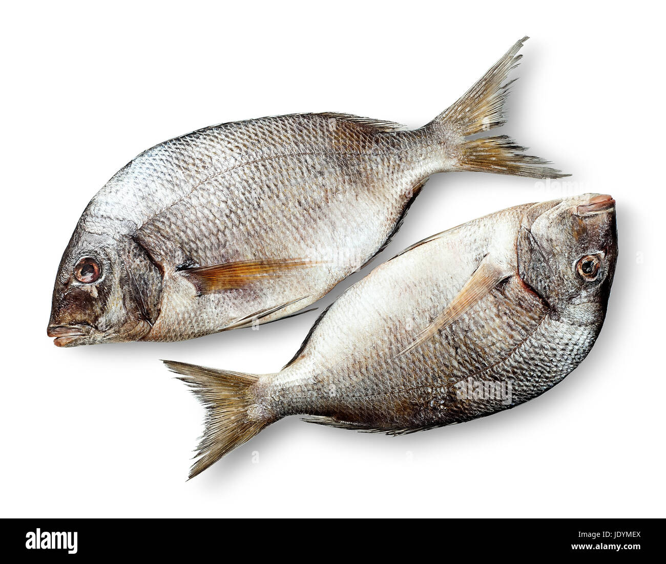 Dorado fish Cut Out Stock Images & Pictures - Alamy