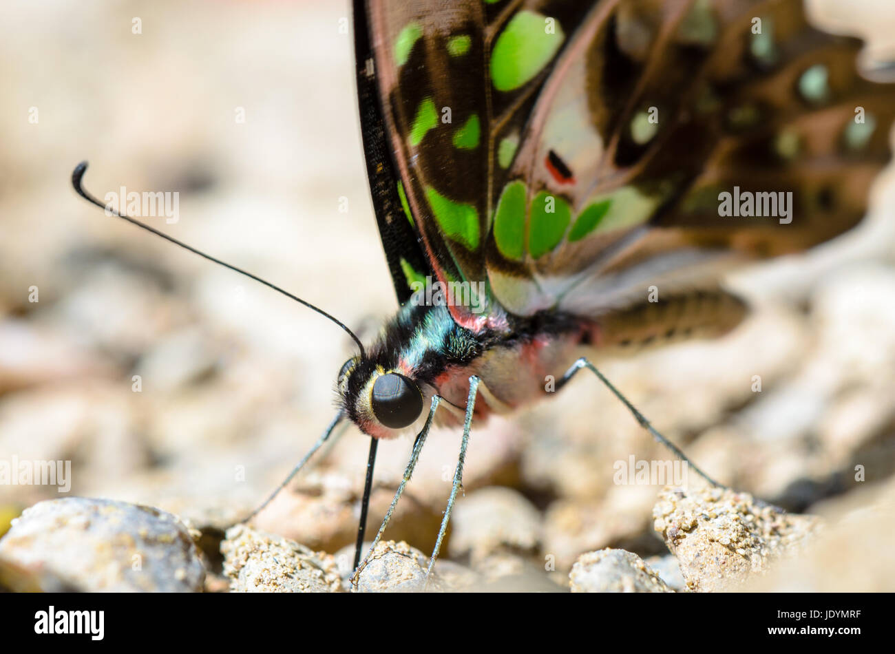 Jay eating insect hi-res stock photography and images - Alamy