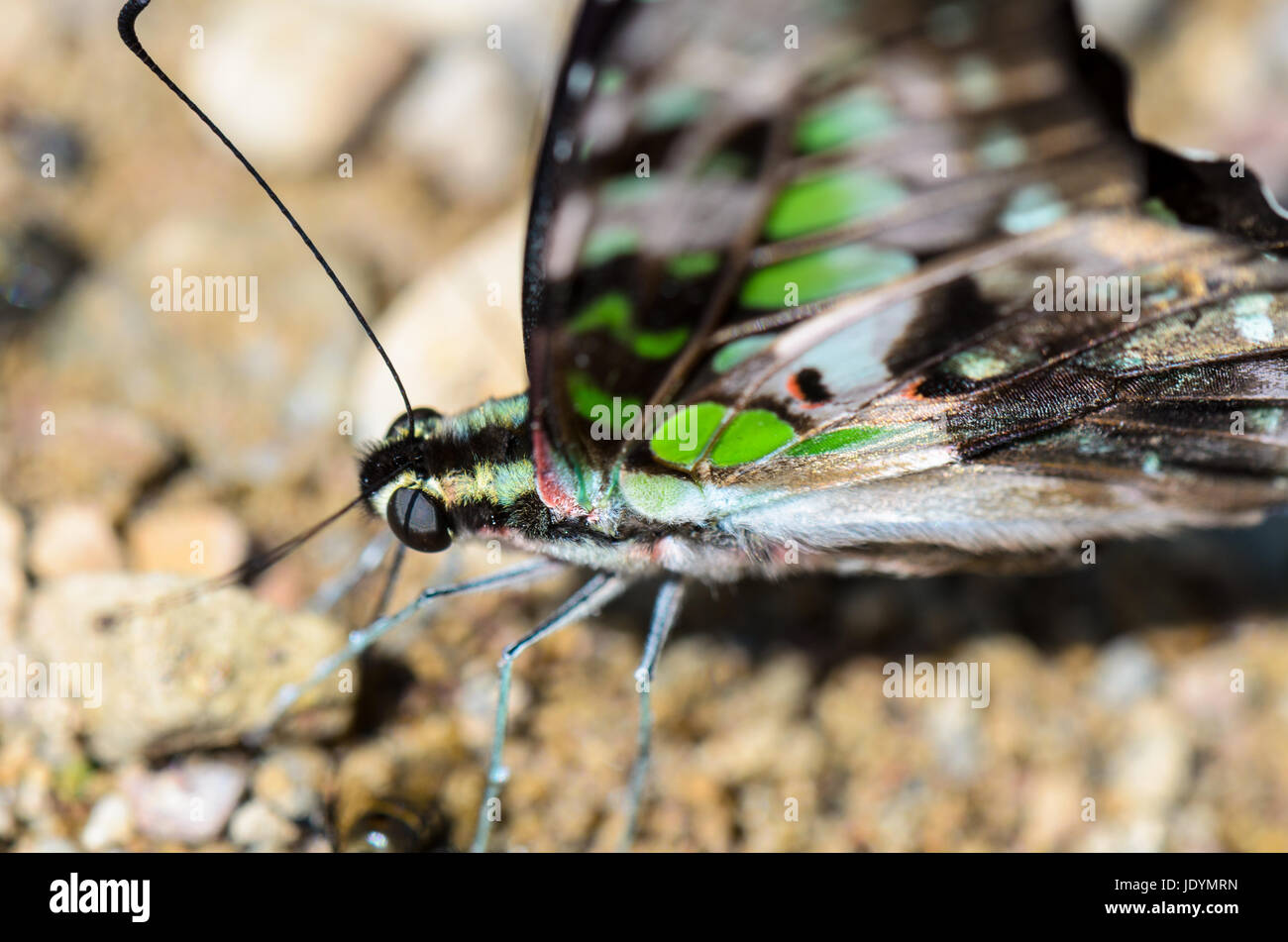 Graphium agamemnon papilionidae butterfly hi-res stock photography and images - Alamy