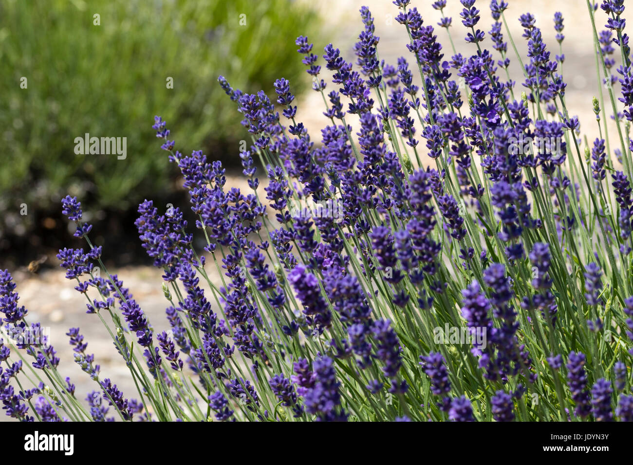 June flowers and foliage of the shrubby English lavender, Lavandula ...