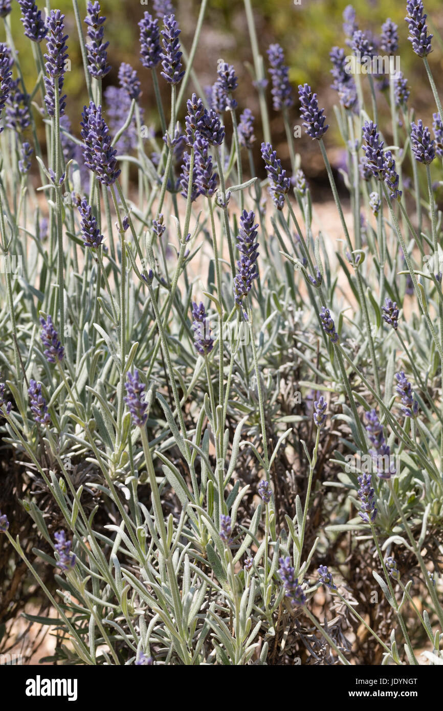Lavender mist hi-res stock photography and images - Alamy