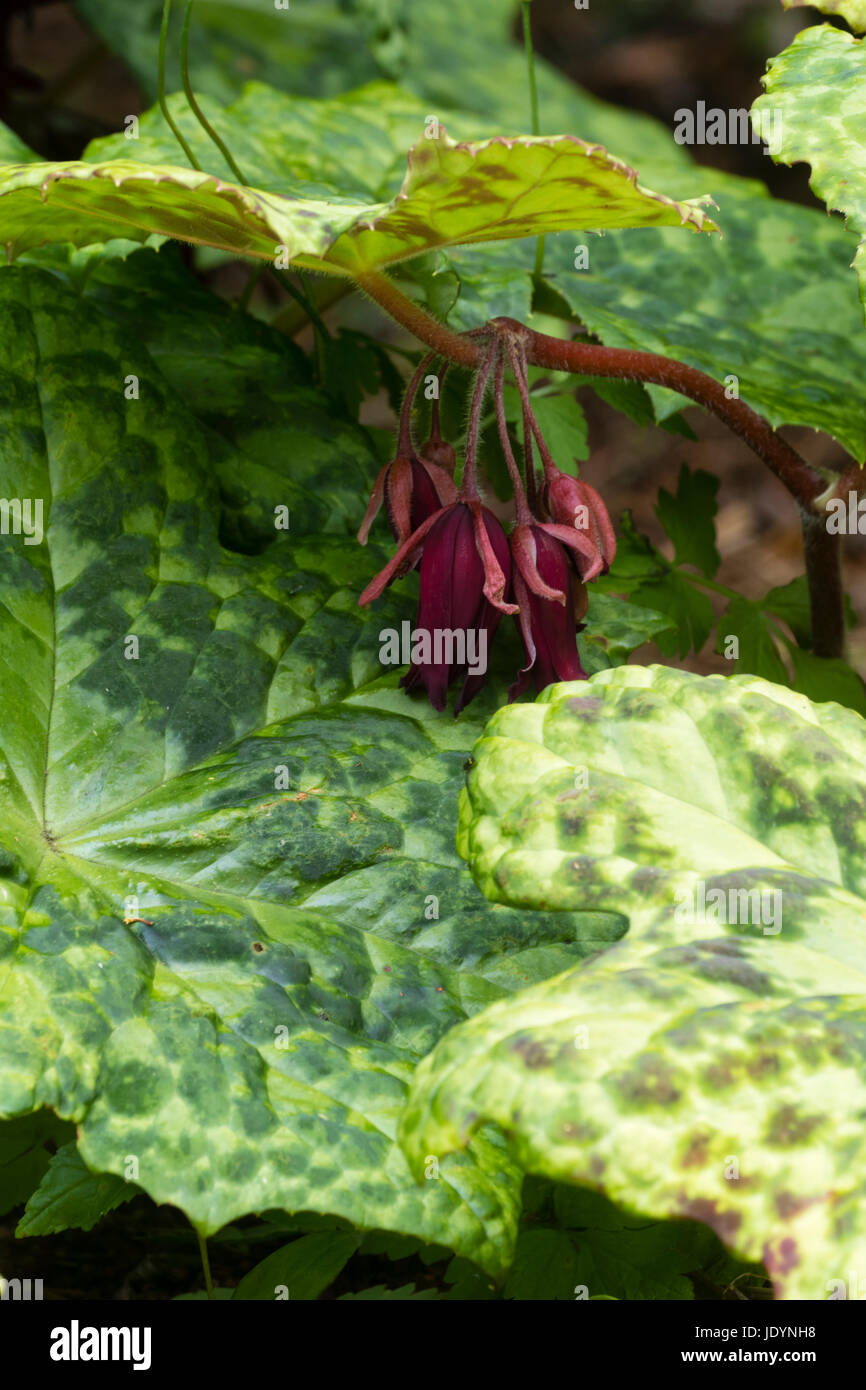 Broad spreading and attractively marked foliage of Podophyllum 'Spotty ...