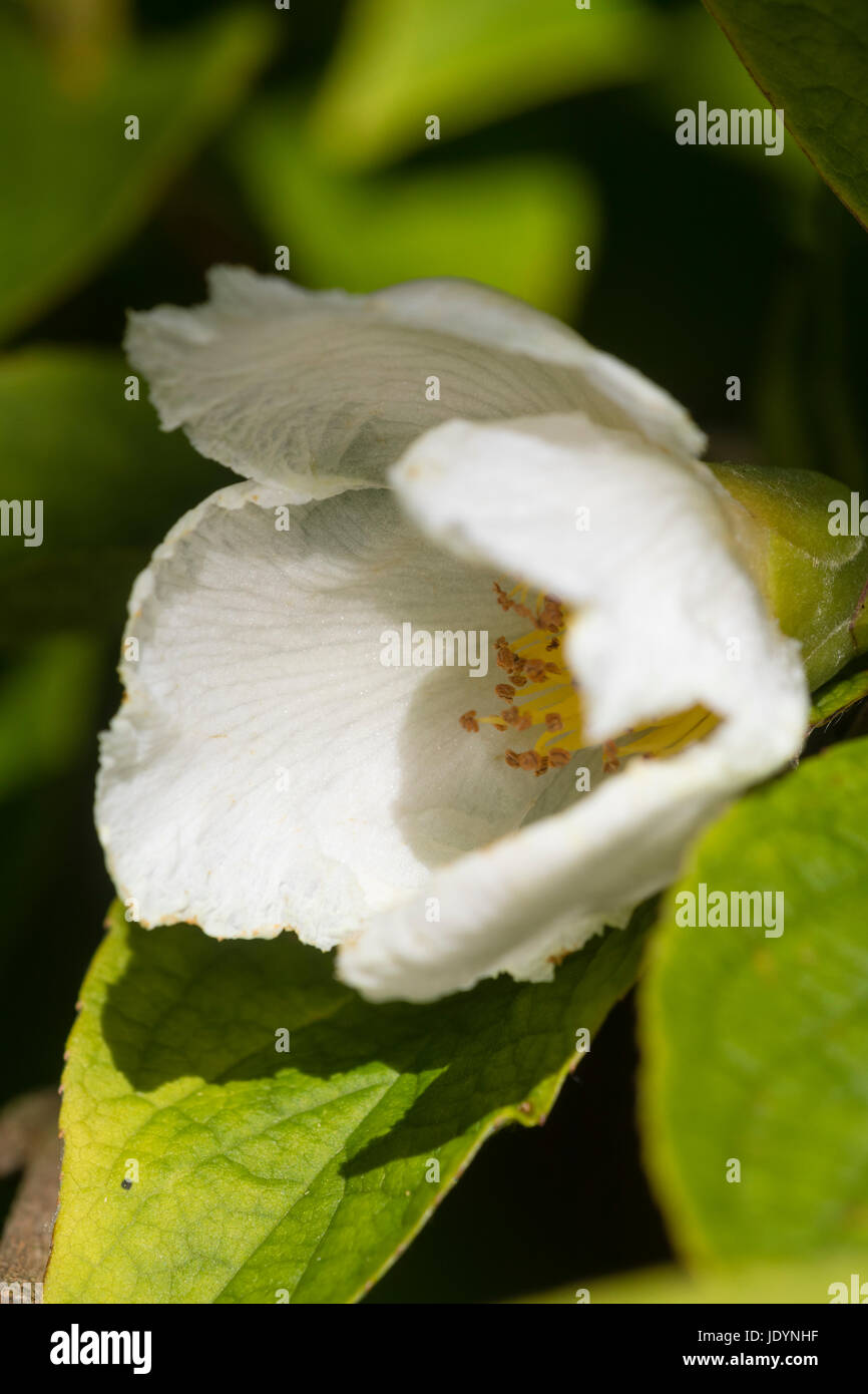 White June flower ofthe hardy deciduous tree, Stewartia pseudocamellia ...