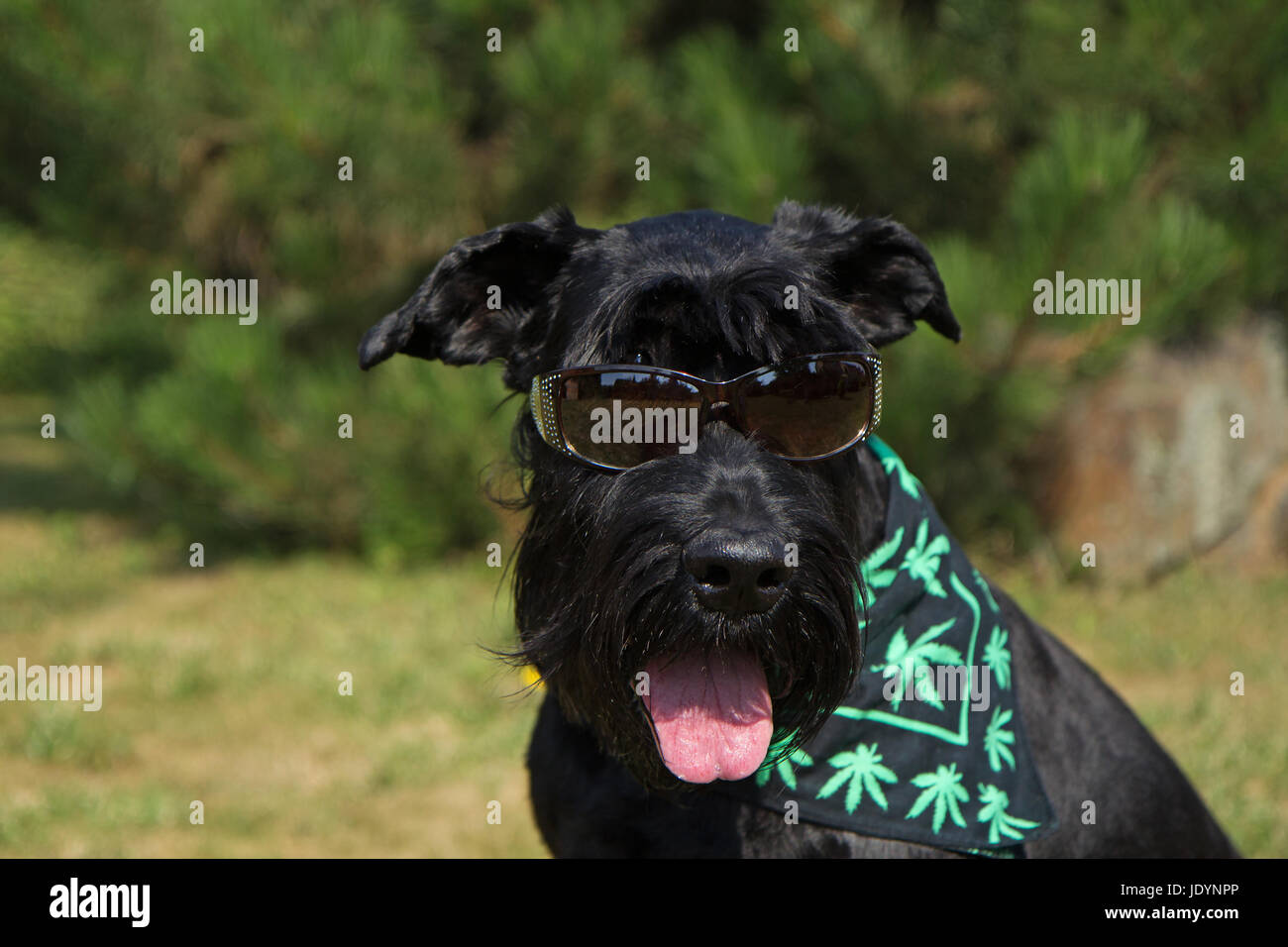 How Big Will A Black Lab Schnauzer Mix Get