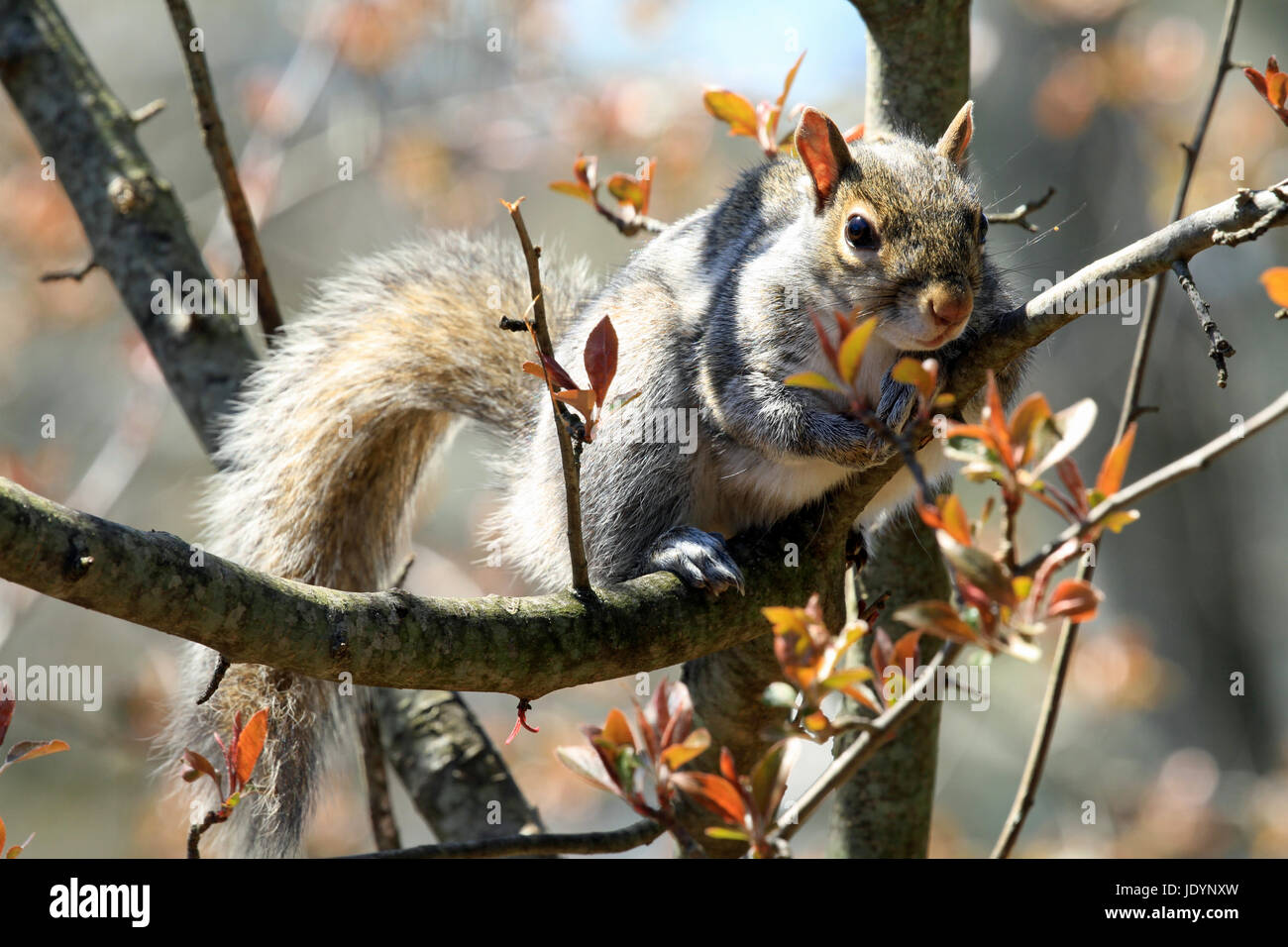 Close-up of Eastern gray squirrel (Sciurus carolinensis) basking in the ...
