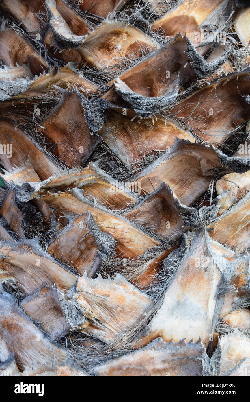 Close up of palm tree trunk Stock Photo - Alamy