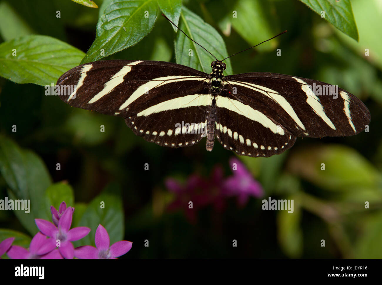 Photo of a Zebra Longwing, Heliconius charitonius, butterfly of the ...