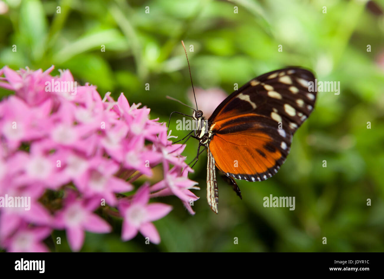 Heliconius hecale, is a species of Lepidoptera belonging to the family ...