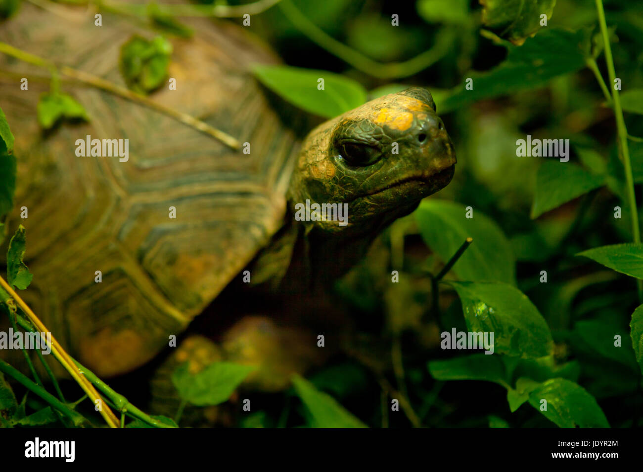 Yellow Footed Amazon Tortoise, Geochelone denticulata Stock Photo - Alamy