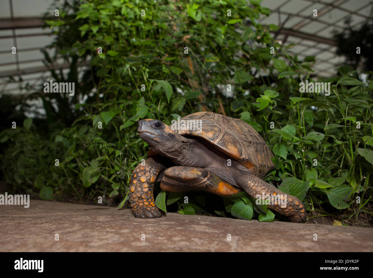 Yellow Footed Amazon Tortoise, Geochelone denticulata Stock Photo - Alamy