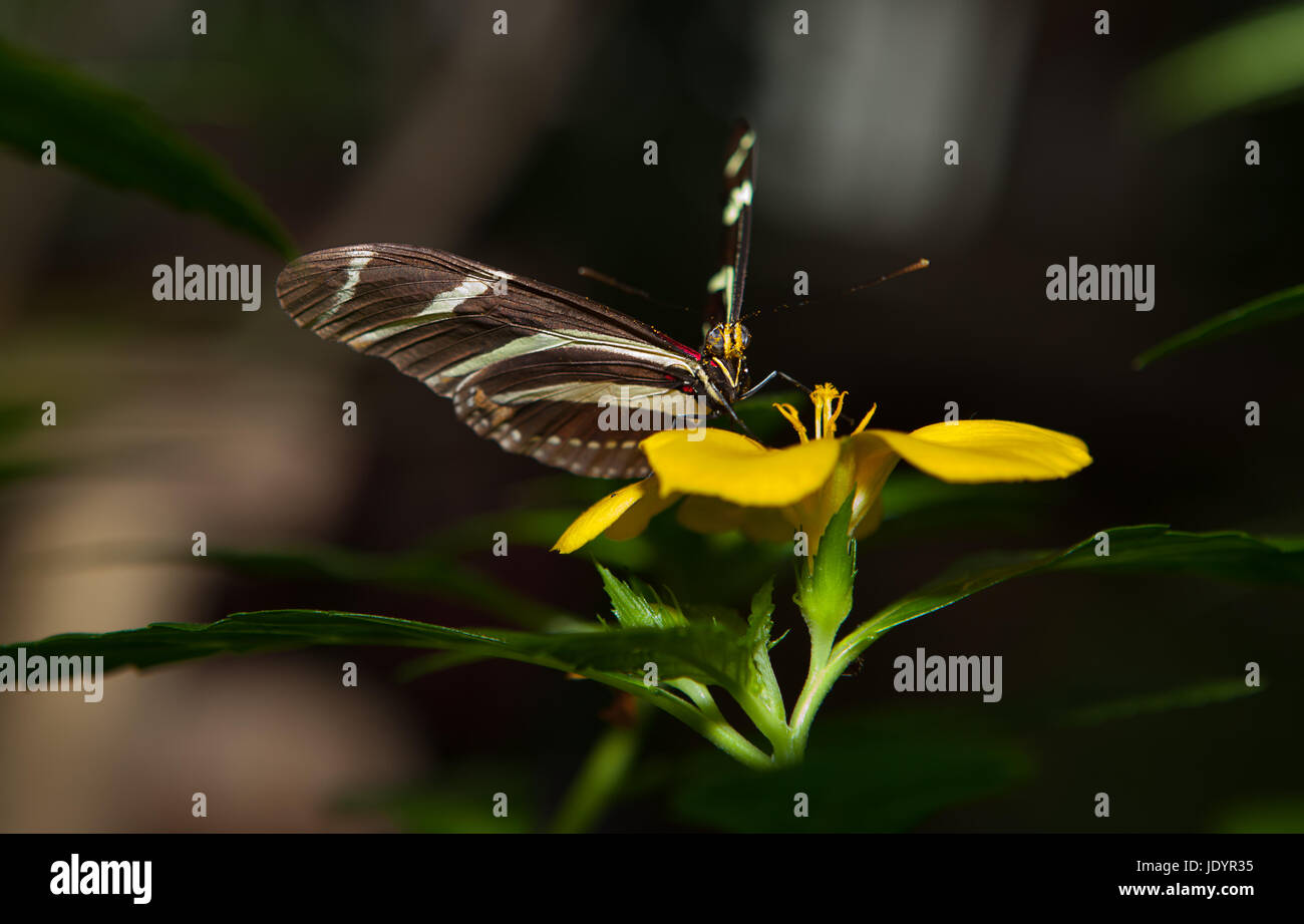 Photo of a Zebra Longwing, Heliconius charitonius, butterfly of the ...
