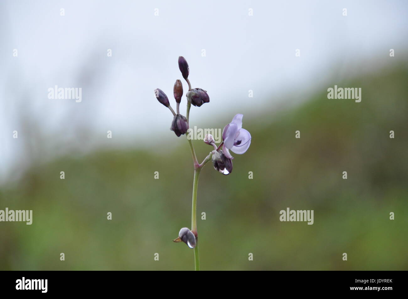 the tear of flower Stock Photo - Alamy