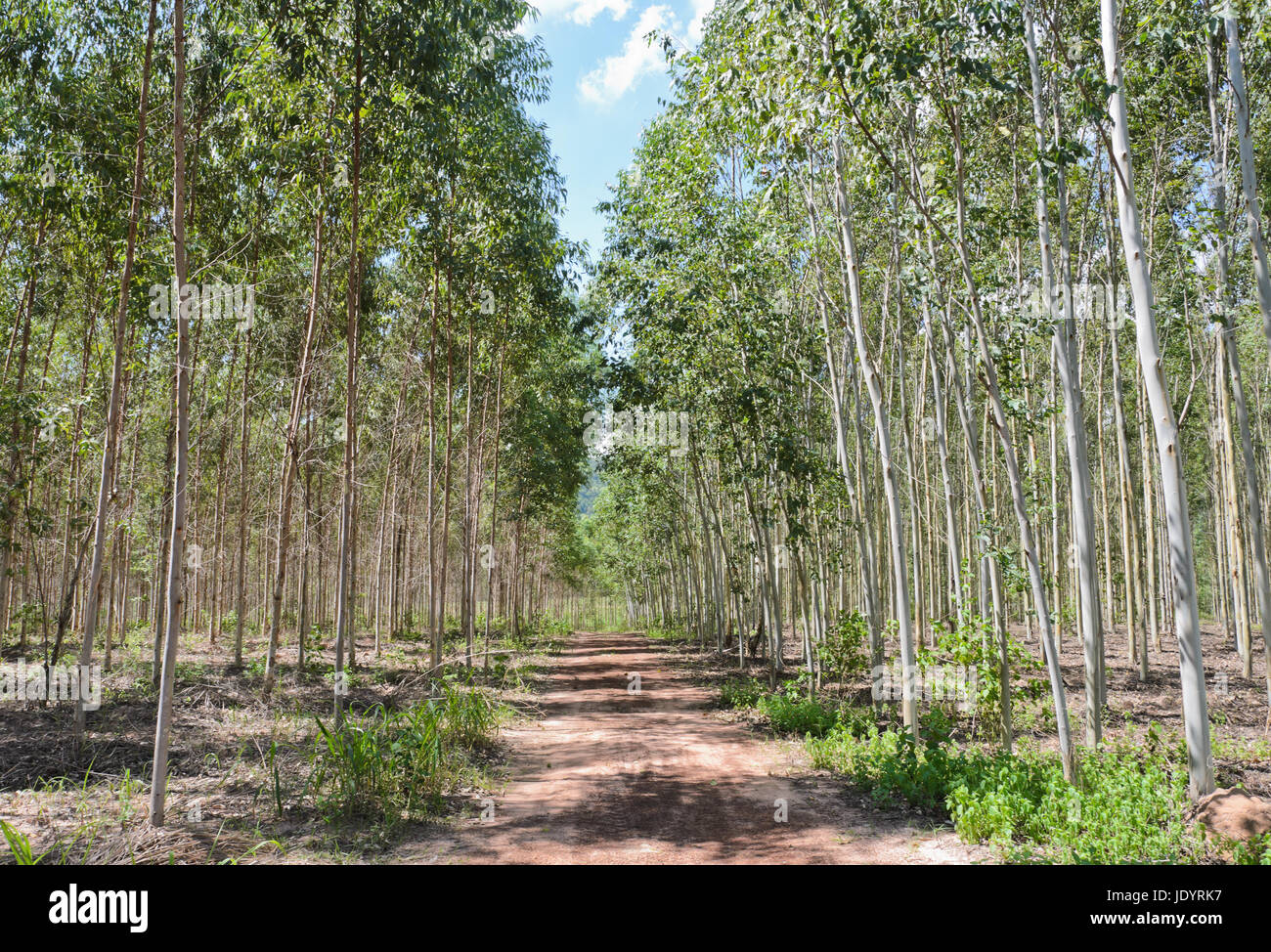 Pulpwood tree hi-res stock photography and images - Alamy