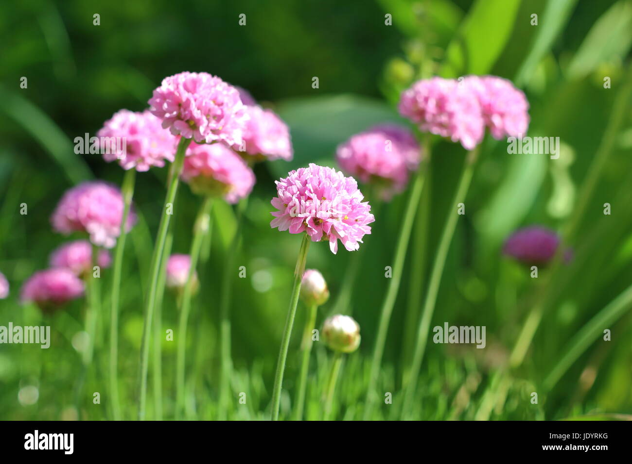 Bright pink energy field hi-res stock photography and images - Alamy