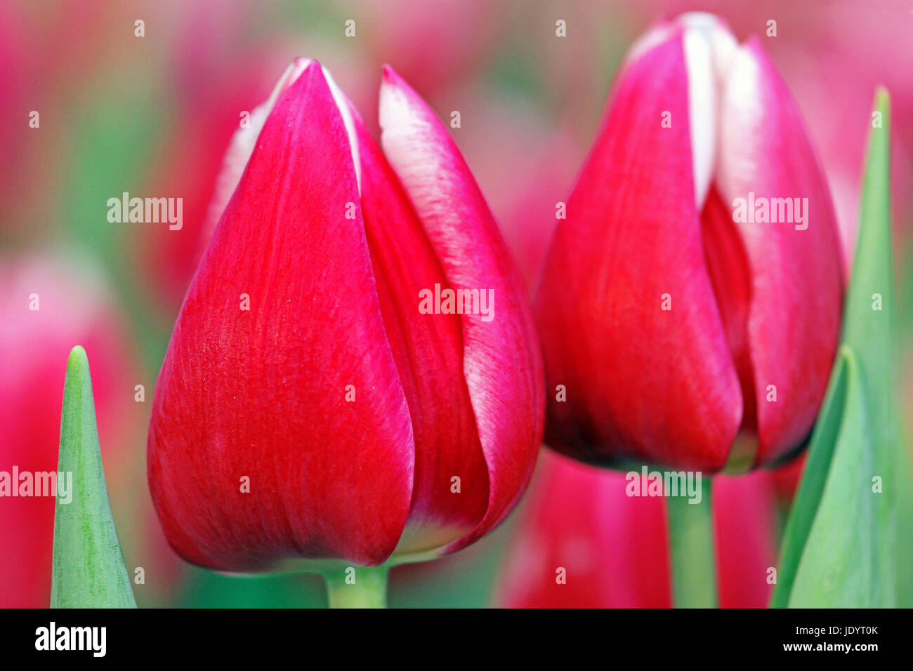 Two colour tulips hi-res stock photography and images - Alamy