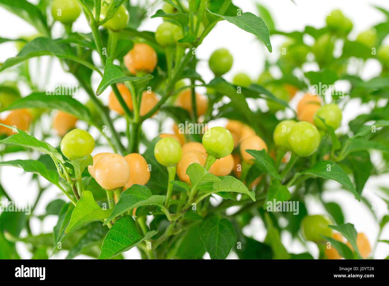 Maturing pepper hi-res stock photography and images - Alamy